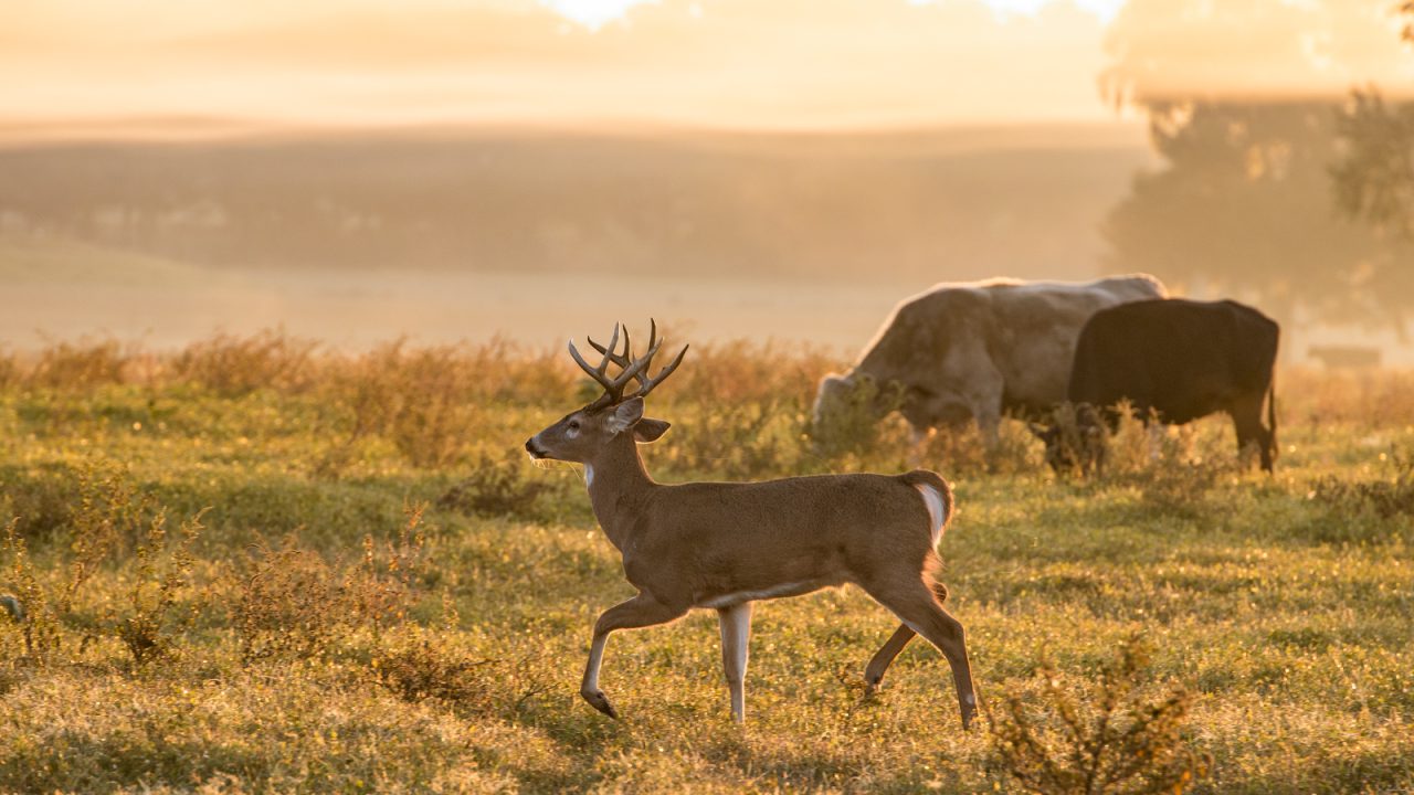 The Lasting Legacy of the Drake Ranch - Horse Farms Forever