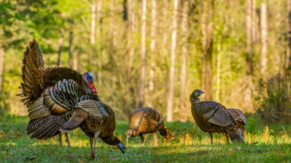The Lasting Legacy of the Drake Ranch - Horse Farms Forever