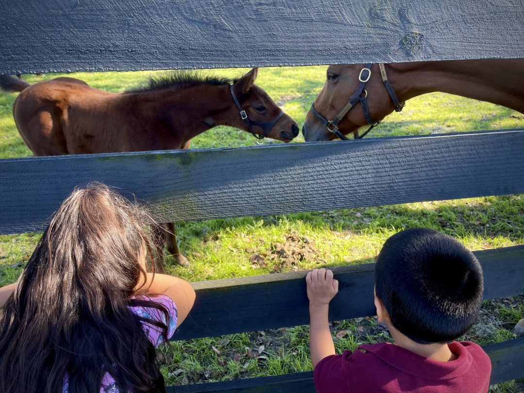 More Horsepower, More Impact: Winter Membership Roundup - Horse Farms ...